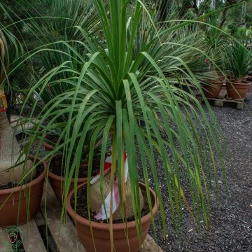 Nolina ´SLONIA NOHA´ - zahradnici.sk