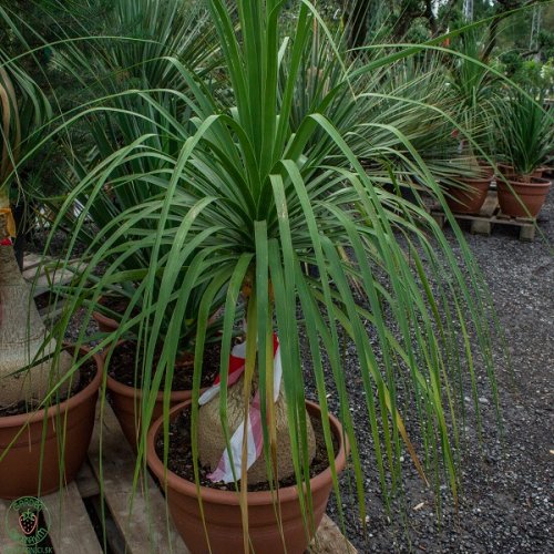 Slonia noha ´Nolina Recurvata´| 80-100 cm| zahradnici.sk