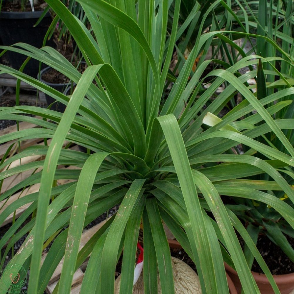 Slonia noha ´Nolina Recurvata´| 120-140 cm| zahradnici.sk