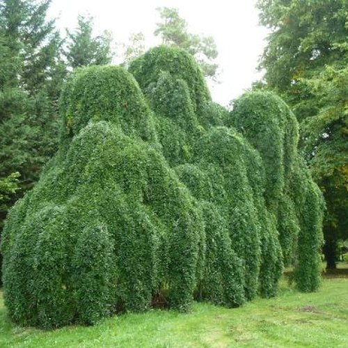 Sofora japonská ´PENDULA´ |130-150 cm|zahradnici.sk