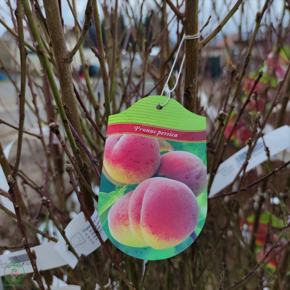 Broskyňa skorá (Prunus persica) ´HARROW DIAMOND´ voľnokorenná ...