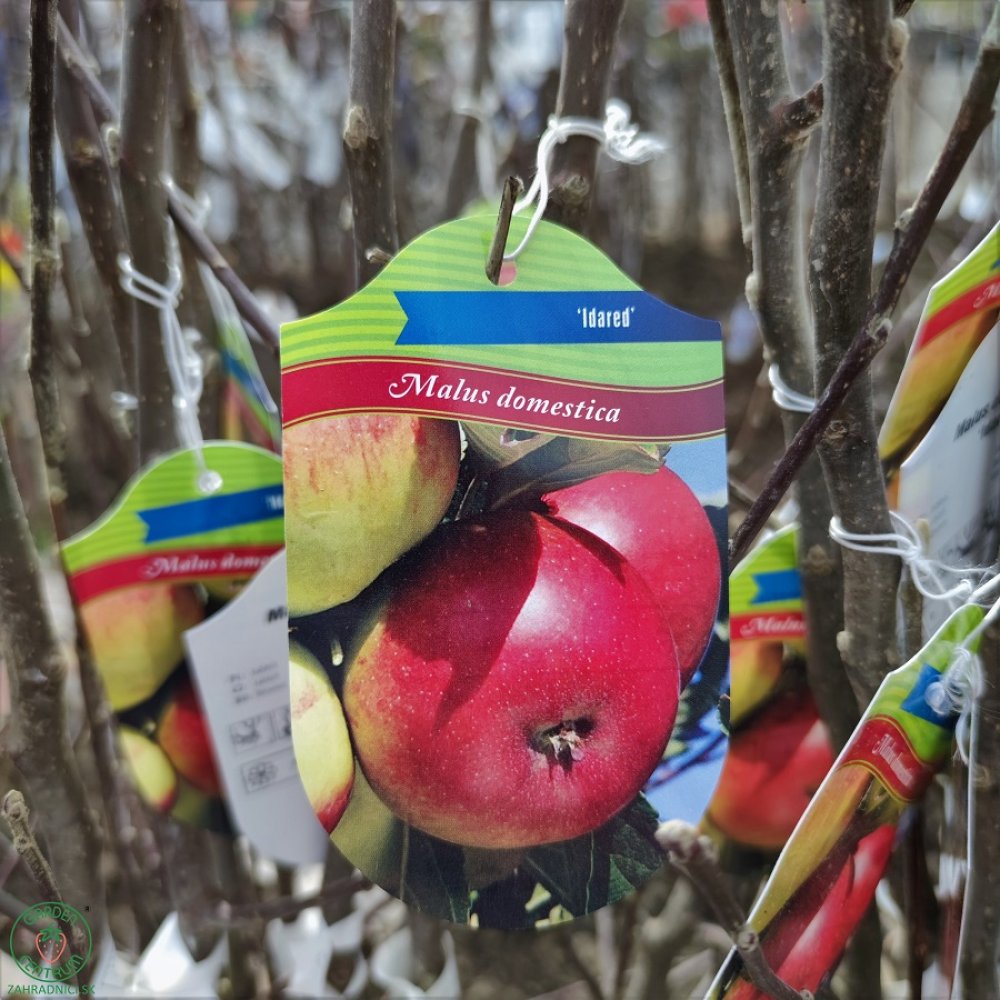 Jabloň domáca(Malus domestica) ´IDARED´ - zahradnici.sk