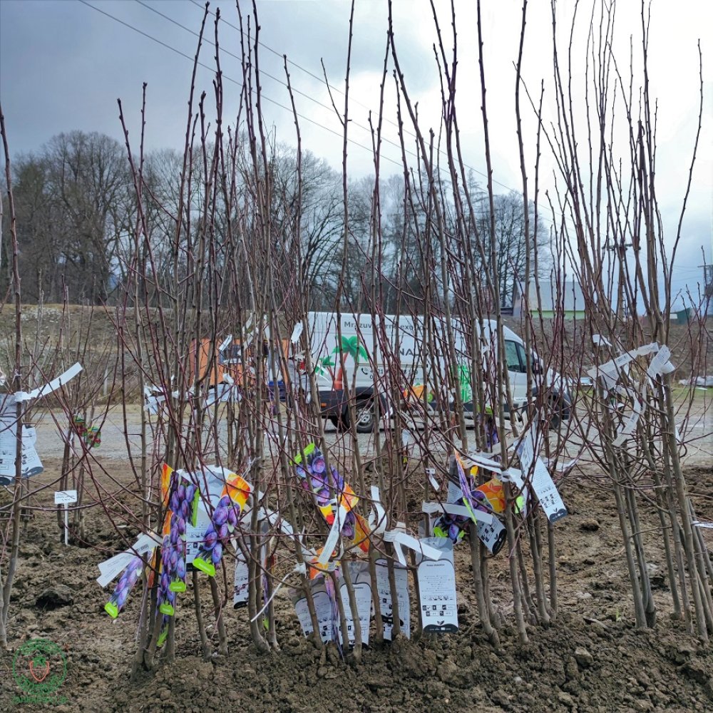 Slivka neskorá ´HAGANTA´ voľnokorenná - zahradnici.sk
