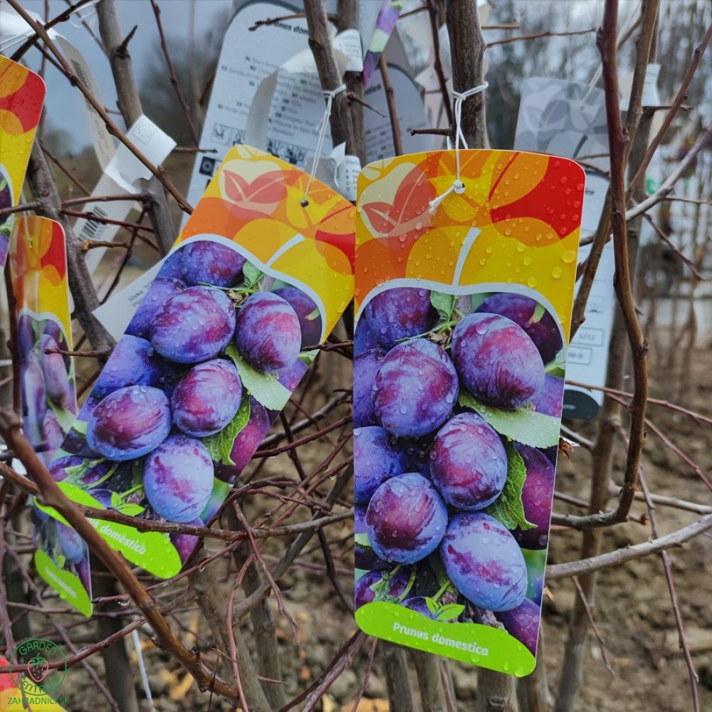Slivka neskorá ´HAGANTA´ voľnokorenná - zahradnici.sk