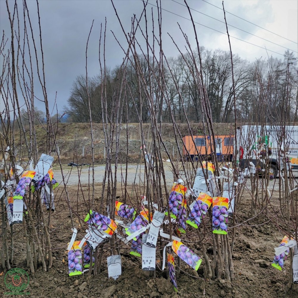 Slivka neskorá ´TOPHIT´ voľnokorenná - zahradnici.sk