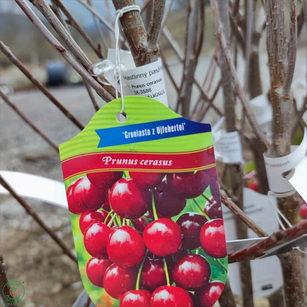 Višňa neskorá ´GRONIASTA´ voľnokorenná - zahradnici.sk