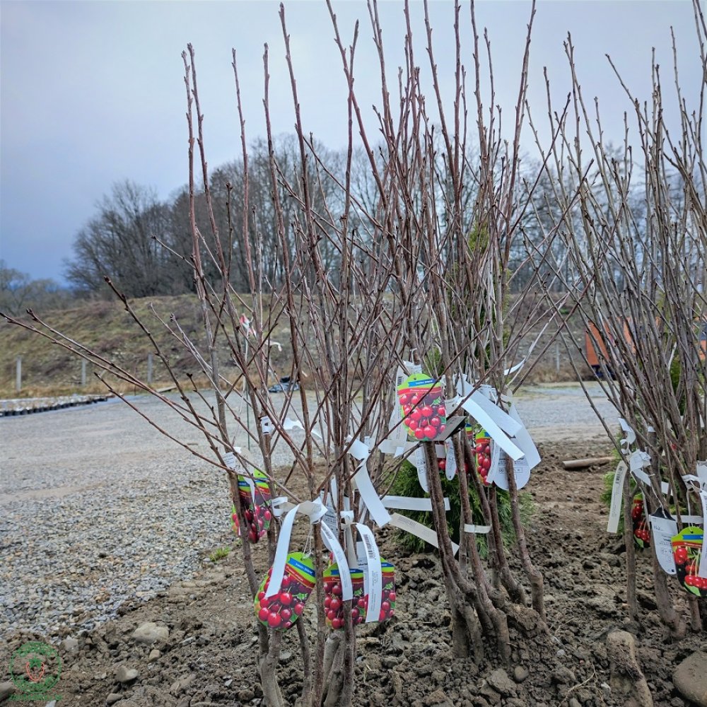 Višňa neskorá ´GRONIASTA´ voľnokorenná - zahradnici.sk