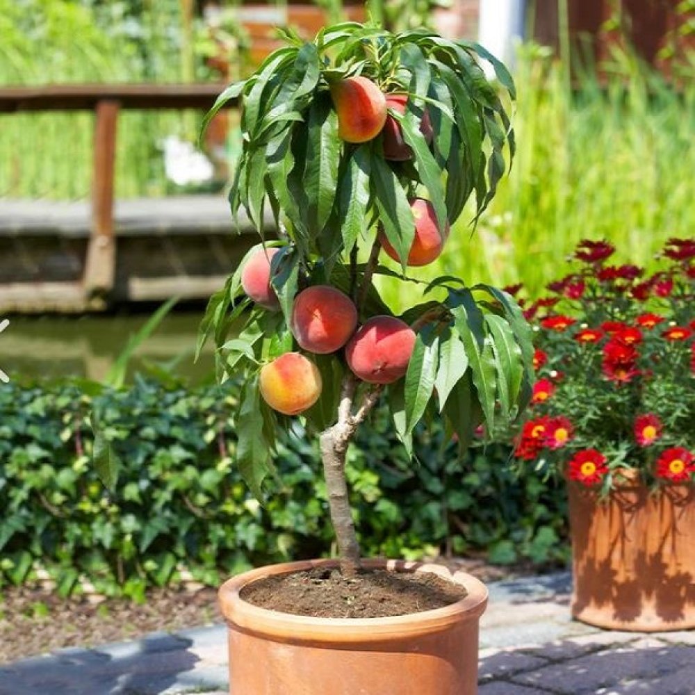 Mini broskyňa stĺpovitá (Prunus persica) ´CRIMSON BONFIRE´