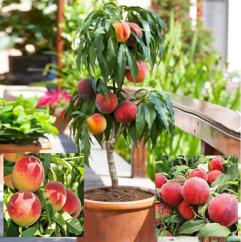 Mini broskyňa ´DUO´ 2v1 HONEY GOLD+HONEY RED voĺnokorenná - zahradnici.sk