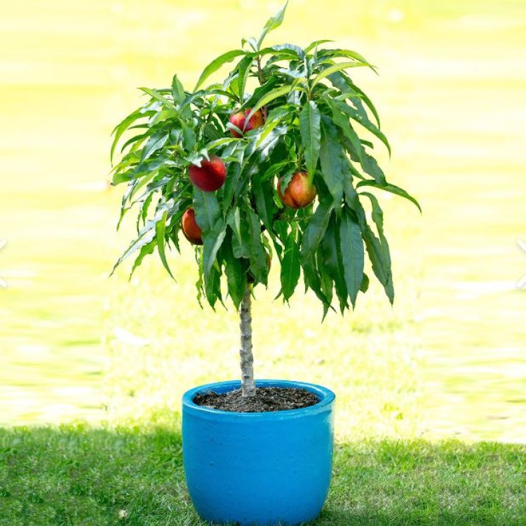Mini nektarinka stĺpovitá ´GARDEN BEAUTY´| 80-100 cm| zahradnici.sk