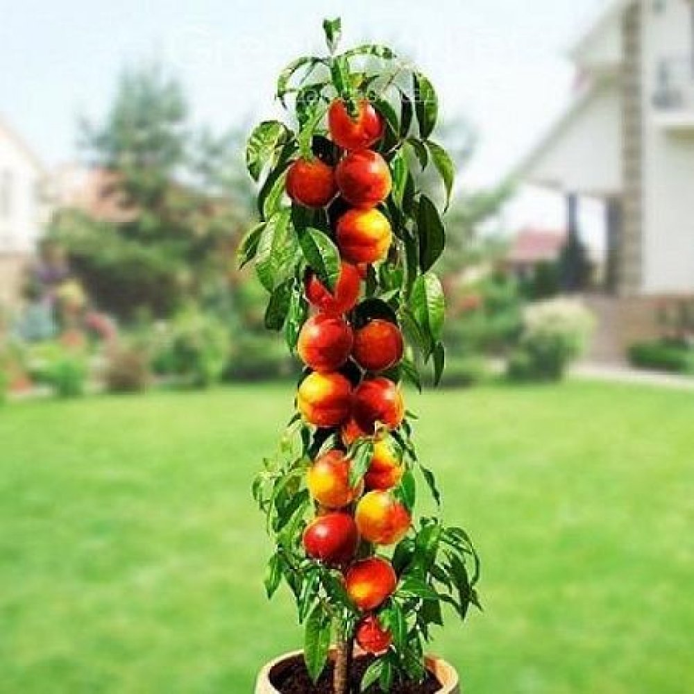 Nízkokmenná nektarinka stĺpovitá (Prunus persica var. nucipersica ...