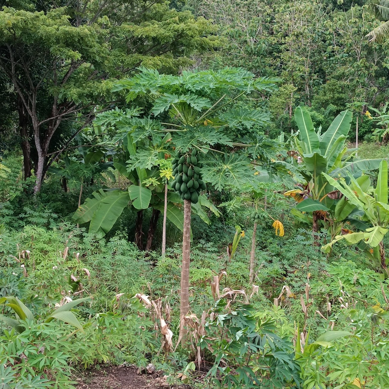Papája Melónová (Carica papaya) - zahradnici.sk