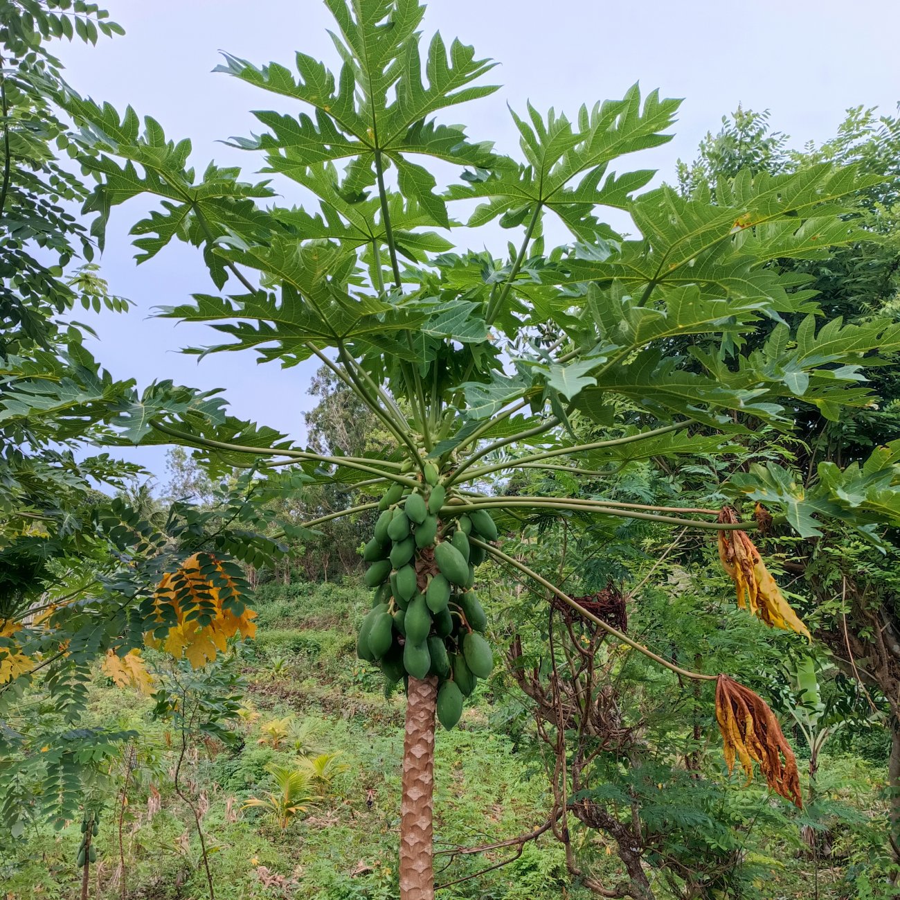 Papája Melónová (Carica papaya) - zahradnici.sk