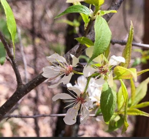 Mandľovník (Prunus amygdalus) ´TEXAS´ - zahradnici.sk