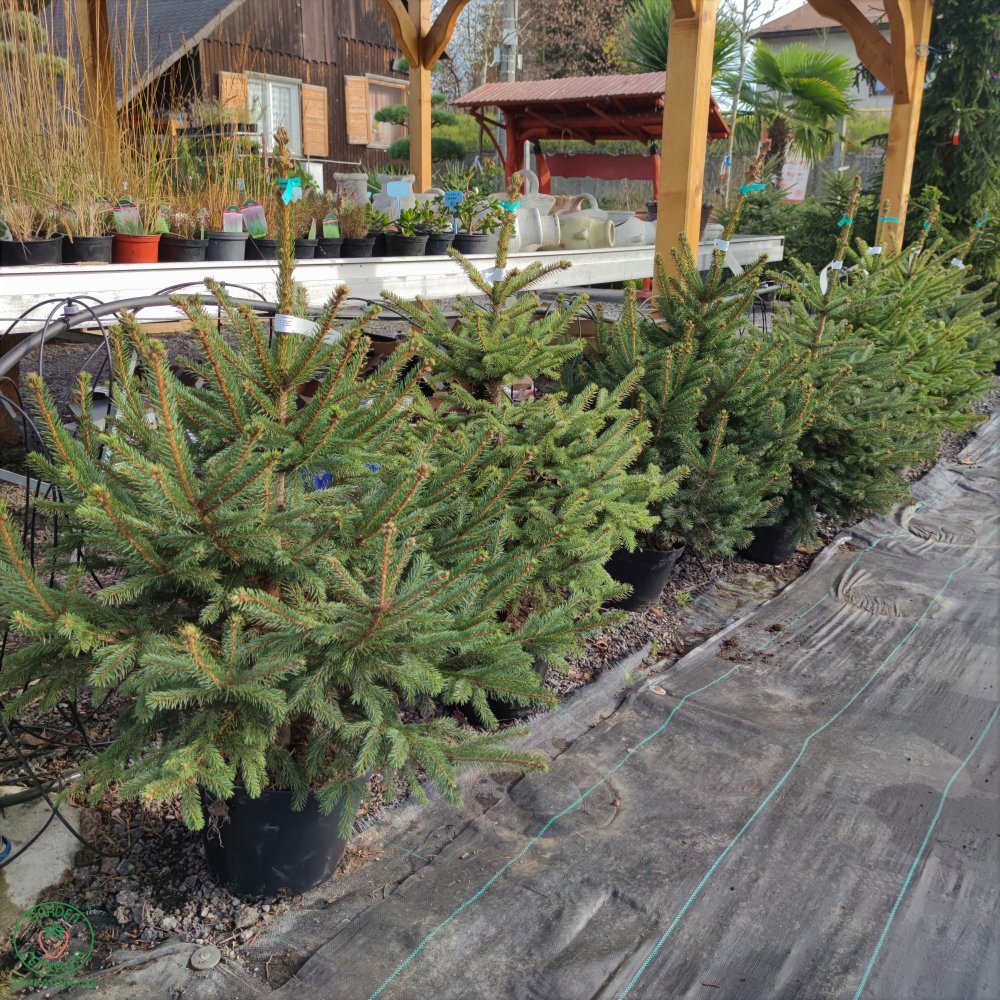 Smrek pichľavý | 80-100 cm| zahradnici.sk