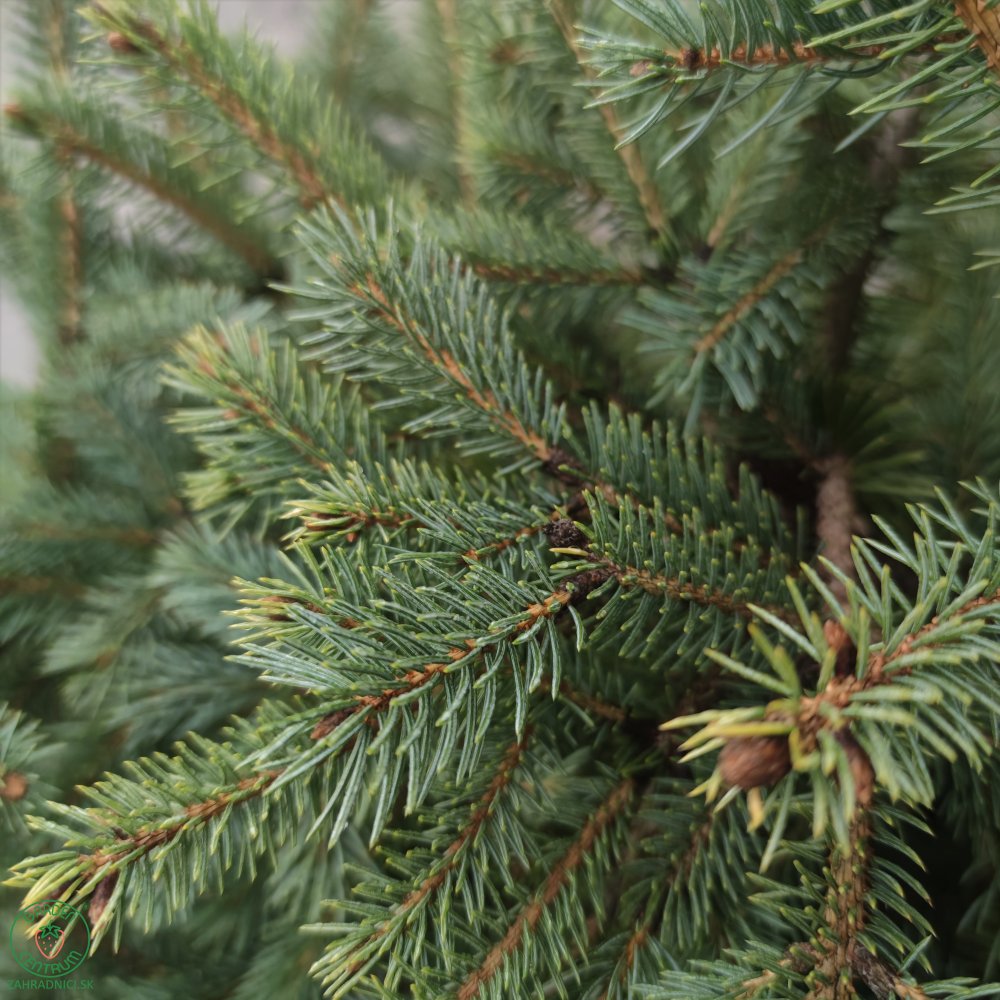 Smrek pichľavý | 80-100 cm| zahradnici.sk