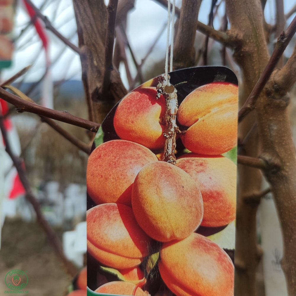 Marhuľa (Prunus armeniaca) ´DARINA´ - zahradnici.sk