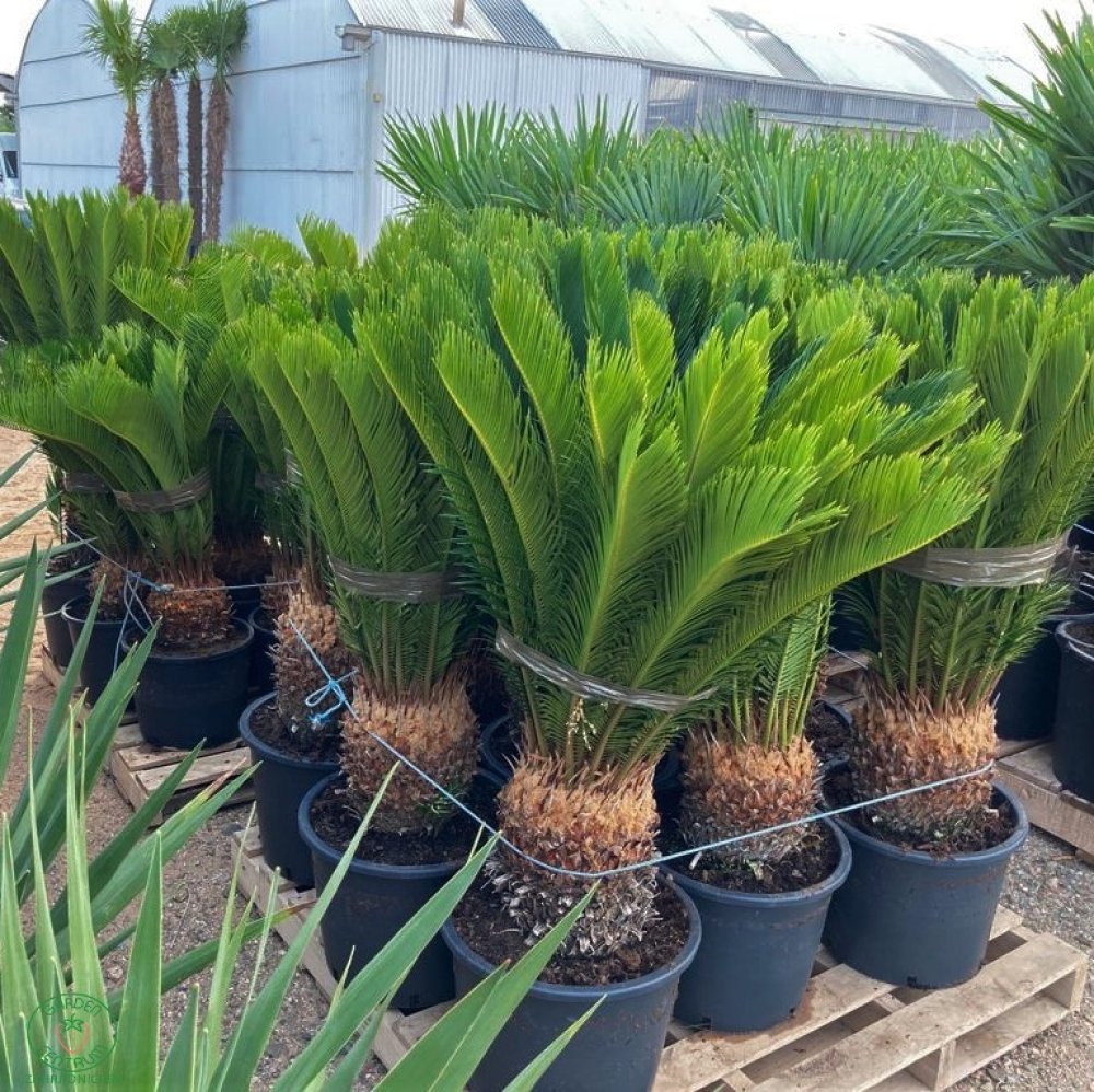 Cykas Japonský (cycas revoluta) - zahradnici.sk