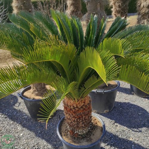 Cykas Japonský (cycas revoluta) - zahradnici.sk