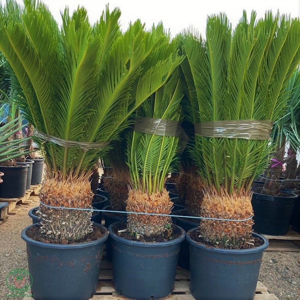 Cykas Japonský (cycas revoluta) - zahradnici.sk