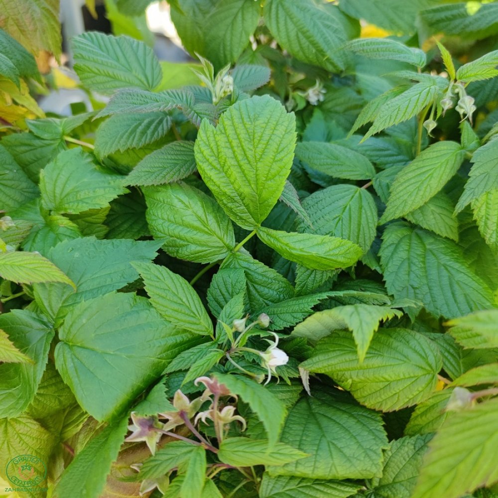 Malina červená (Rubus idaeus) ´POLKA´ - stálerodiaca, 60-80 cm ...
