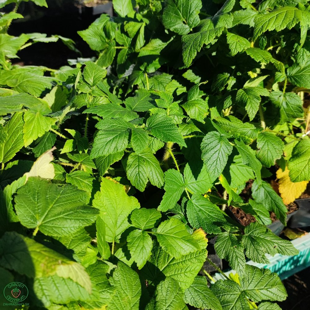 Malina žltá (Rubus idaeus) ´JANTÁR´ - zahradnici.sk