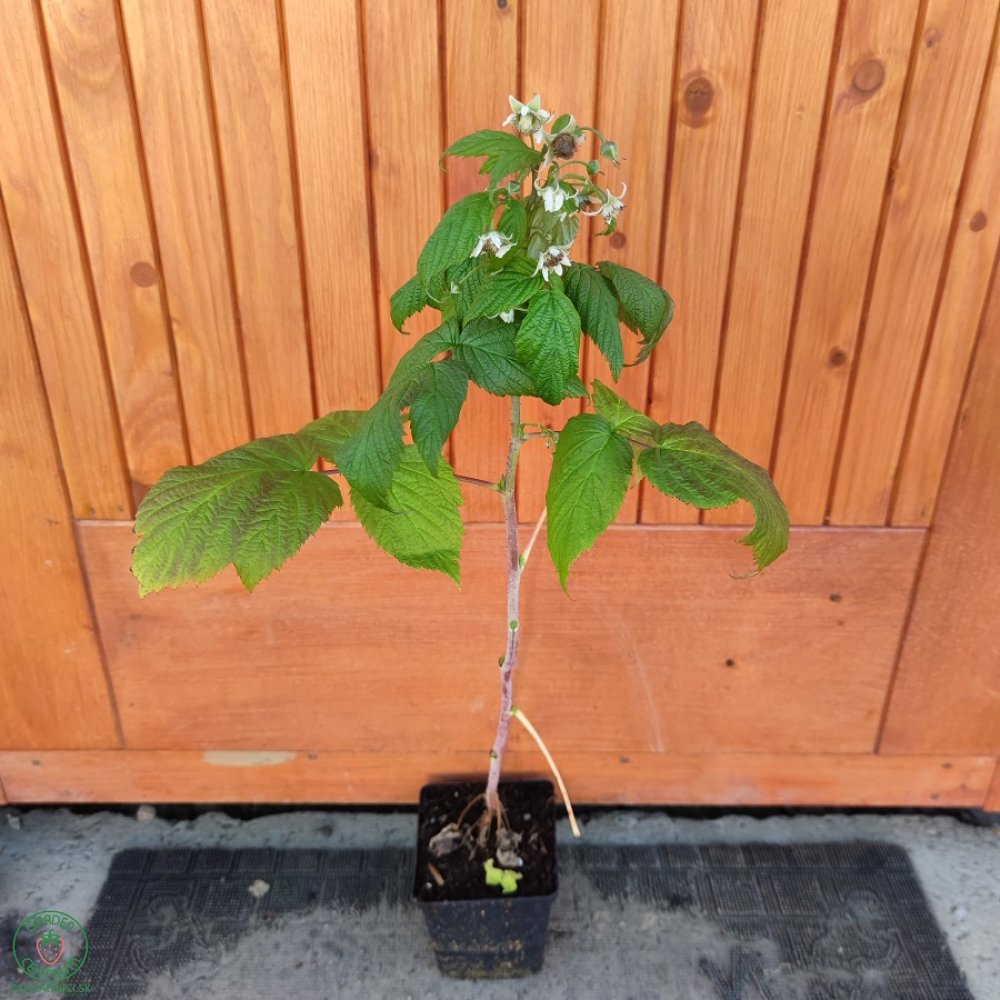 Malina červená (Rubus idaeus) ´POLKA´ - stálerodiaca, 60-80 cm ...