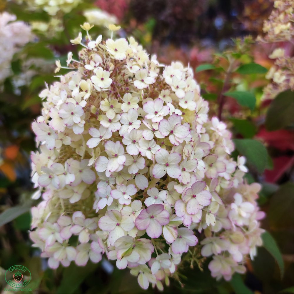 Hortenzia metlinatá (Hydrangea paniculata) ´BOBO ILVOBO´® - zahradnici.sk