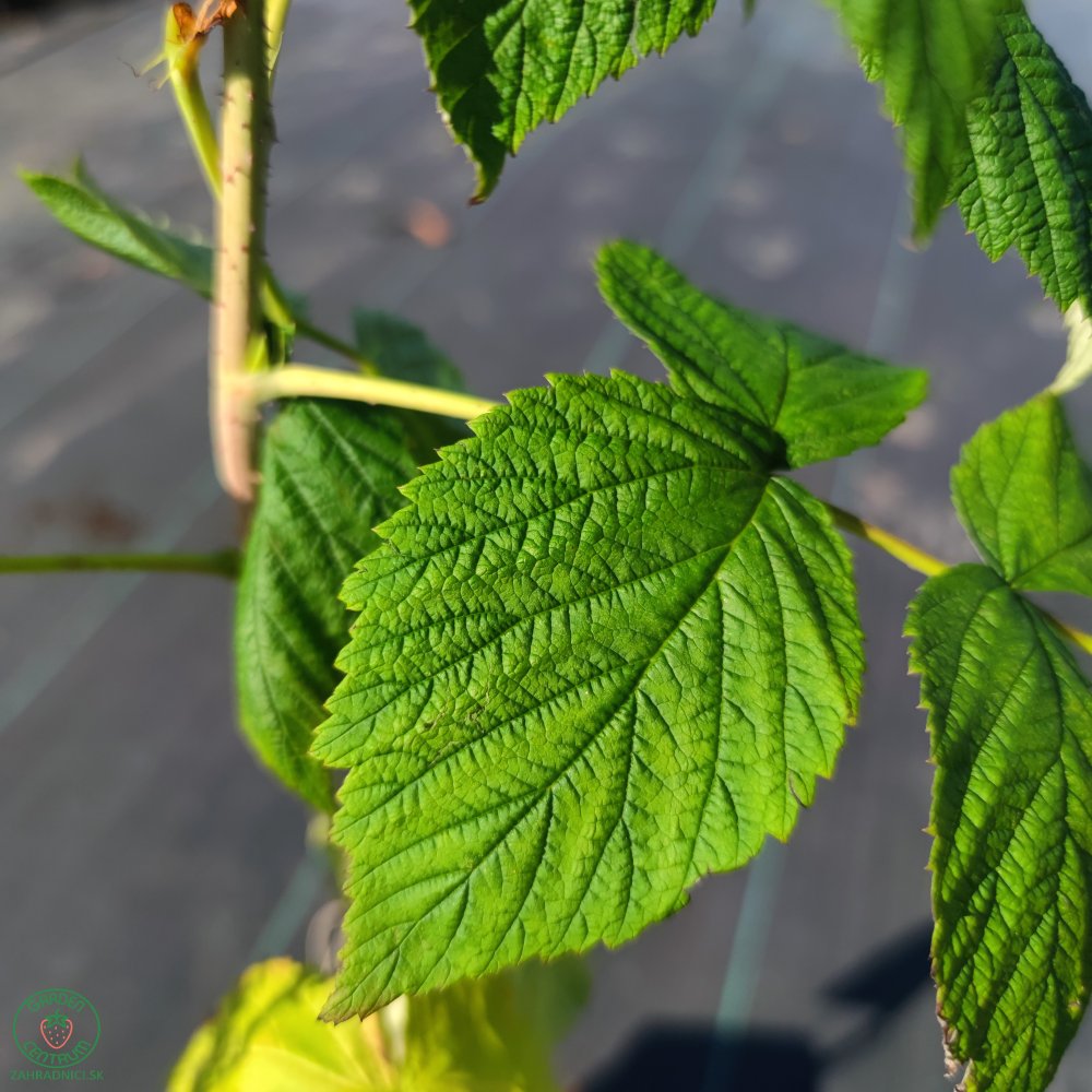 Malina červená (Rubus idaeus) ´POĽANA´ - zahradnici.sk