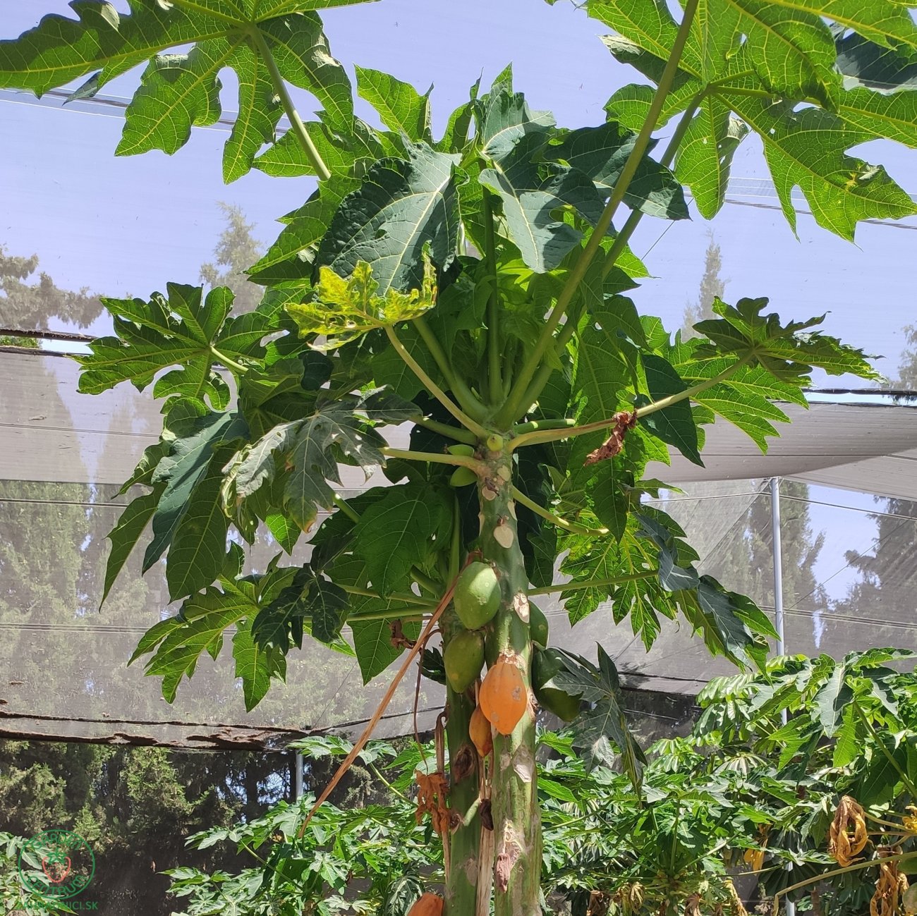 Papája Melónová (Carica papaya) - zahradnici.sk