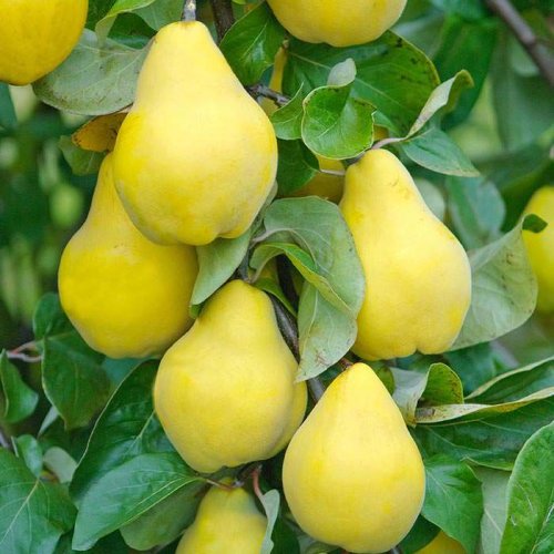 Dula podlhovastá (Cydonia oblonga) ´CHAMPION´ - zahradnici.sk