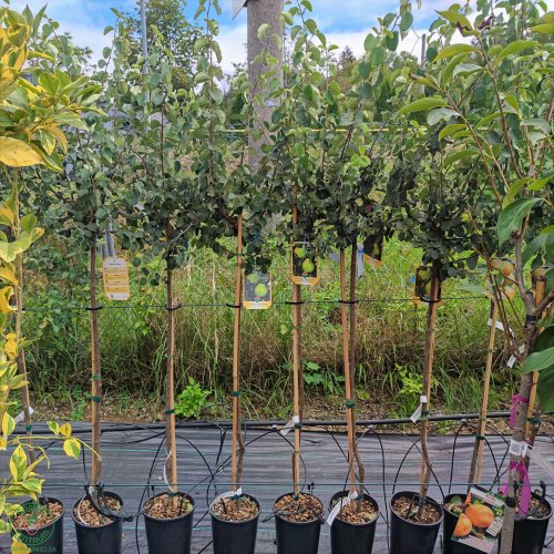 Dula podlhovastá (Cydonia oblonga) ´CHAMPION´ - zahradnici.sk