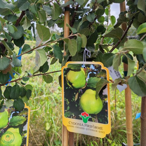 Dula podlhovastá (Cydonia oblonga) ´CHAMPION´ - zahradnici.sk