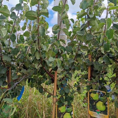 Dula podlhovastá (Cydonia oblonga) ´CHAMPION´ - zahradnici.sk