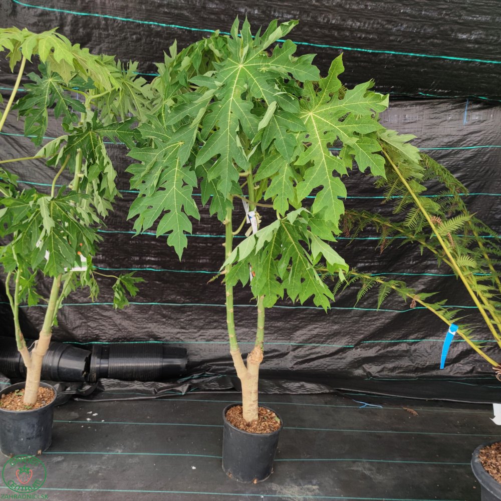 Papája Melónová (Carica papaya) - zahradnici.sk