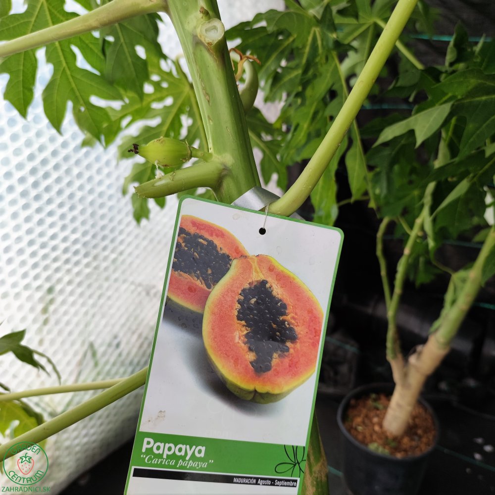 Papája Melónová (Carica papaya) - zahradnici.sk