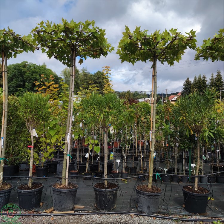 Platan východný | 200-250 cm | zahradnici.sk