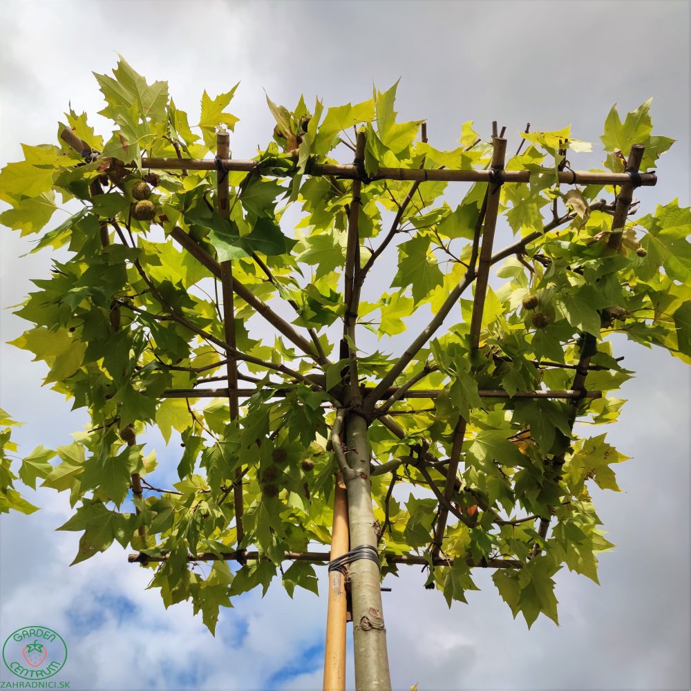 Platan východný | 250 cm | zahradnici.sk