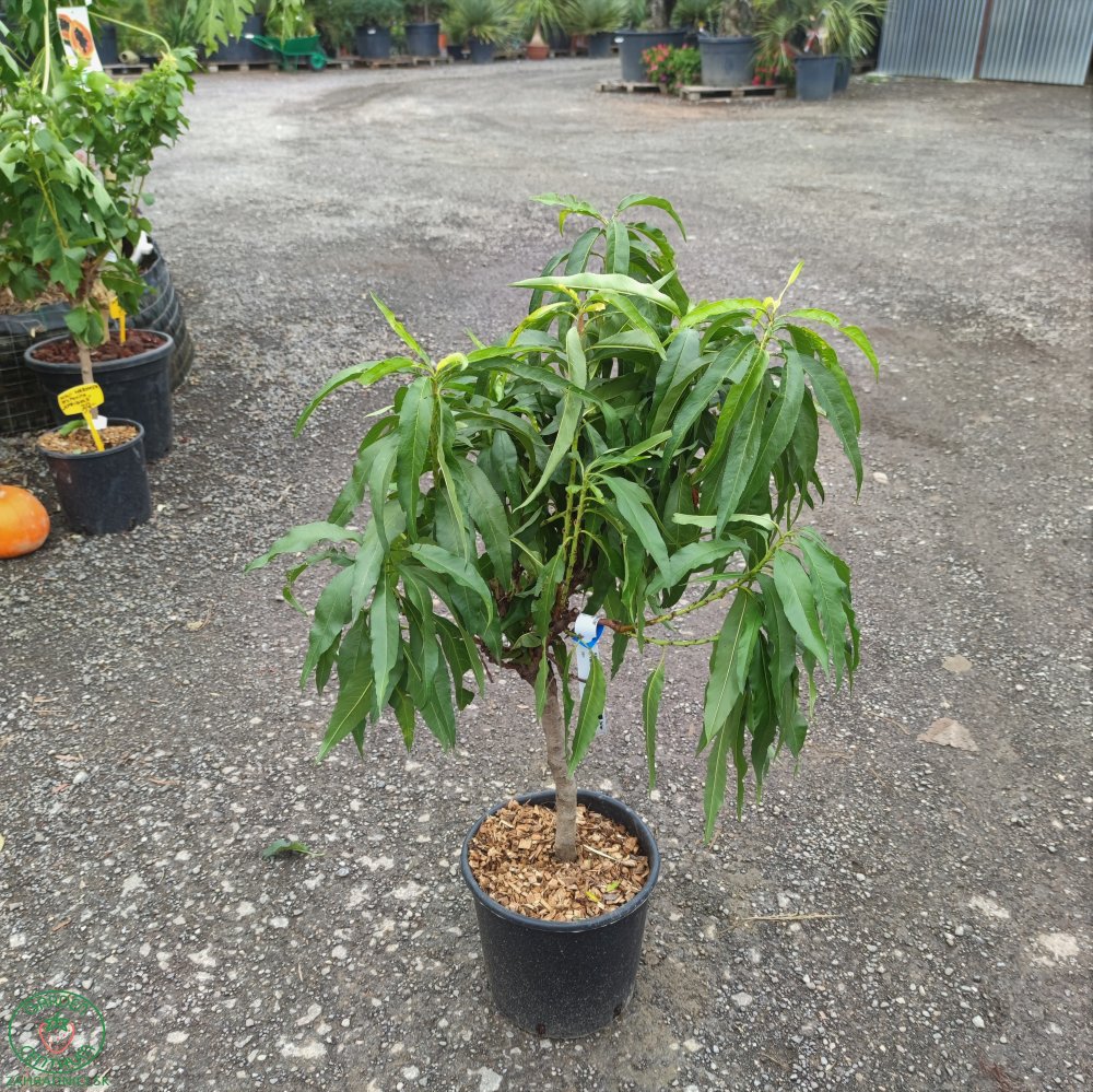 Mini nektarinka stĺpovitá ´GARDEN BEAUTY´| 80-100 cm| zahradnici.sk