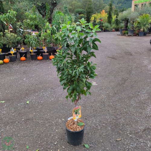Mini čerešňa stĺpovitá (Prunus Avium) ´MOREL´ - zahradnici.sk