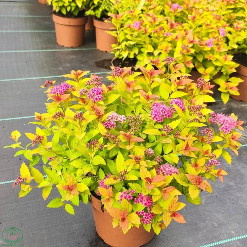 Tavoľník japonský (Spiraea Japonica) ´FIRELIGHT´ - zahradnici.sk