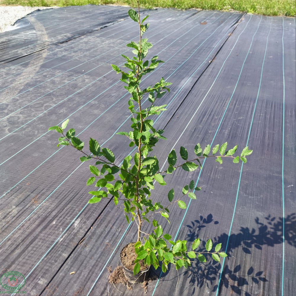 Hrab obyčajný - zahradnici.sk