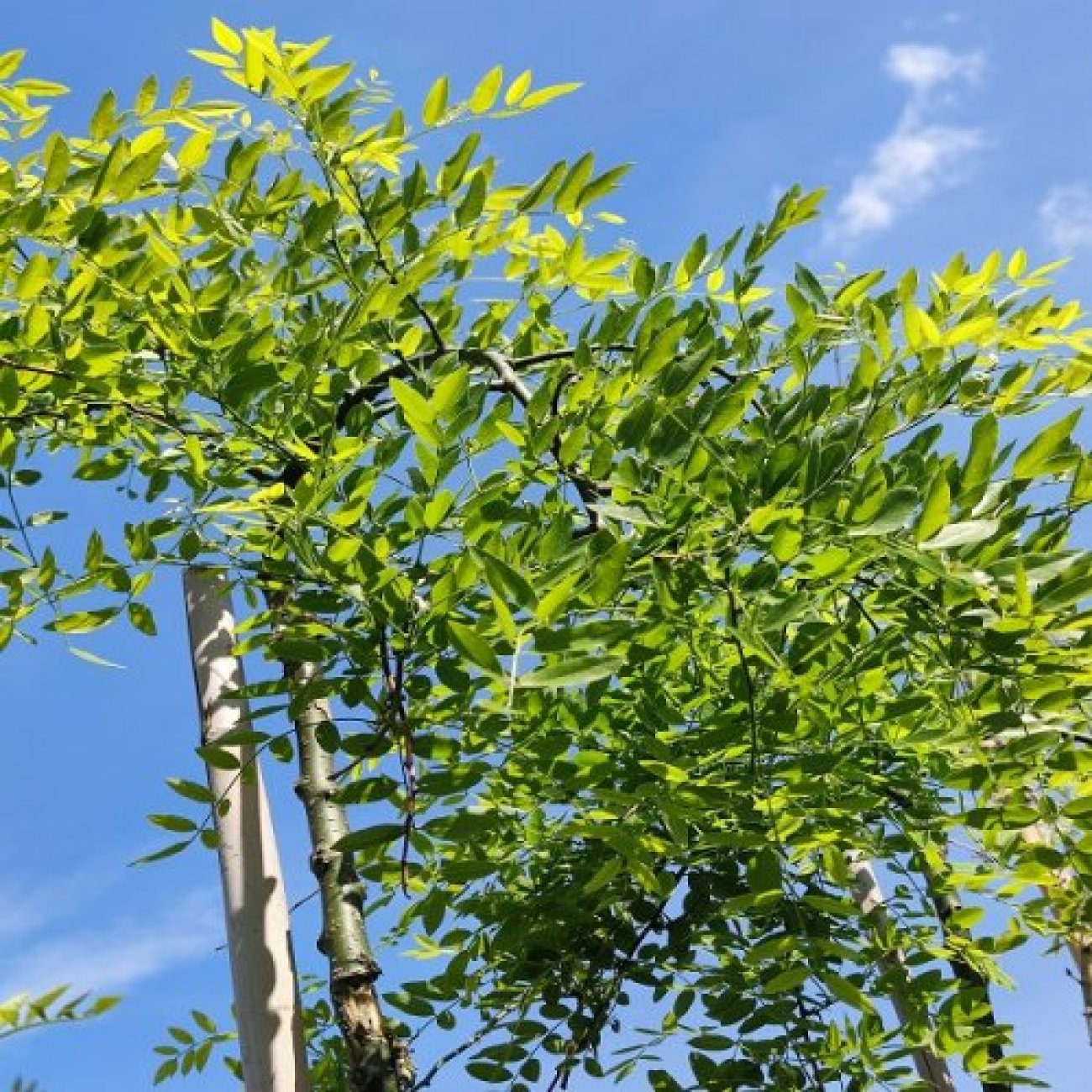 Sofora japonská ´Pendula´ - zahradnici.sk