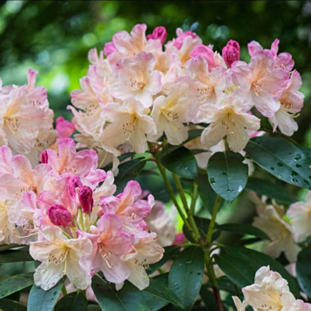 Rododendron ´PERCY WISEMAN´ - výška 40-60cm, kont. C5L - zahradnici.sk