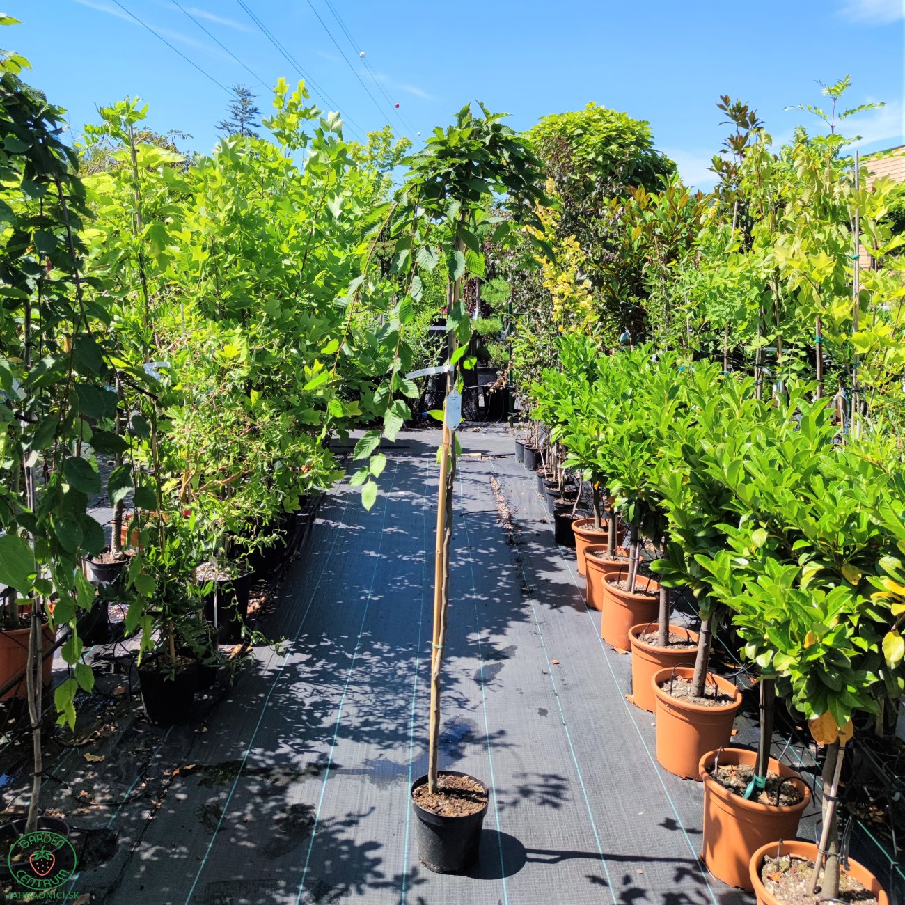 Hrab obyčajný ´PENDULA´ | 170-200 cm | zahradnici.sk