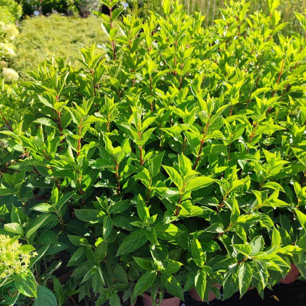 Hortenzia metlinatá (Hydrangea paniculata) ´BOBO ILVOBO´® - zahradnici.sk