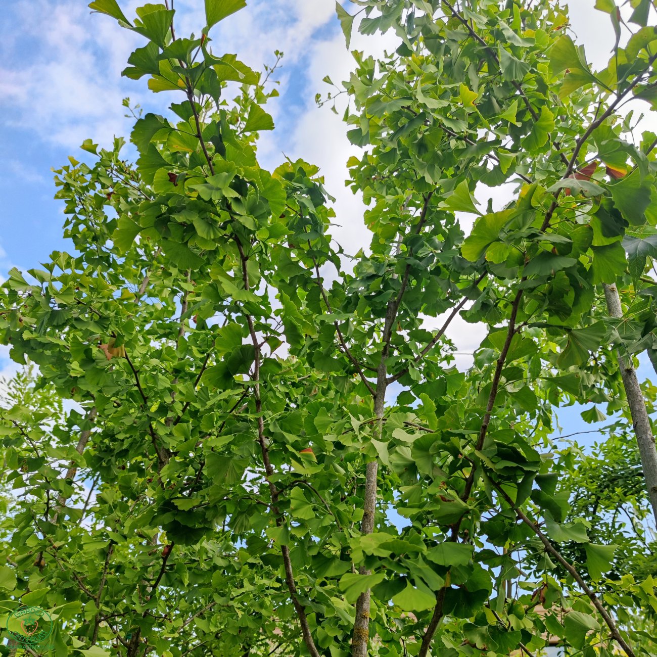 Ginkgo biloba | 160-200cm | zahradnici.sk