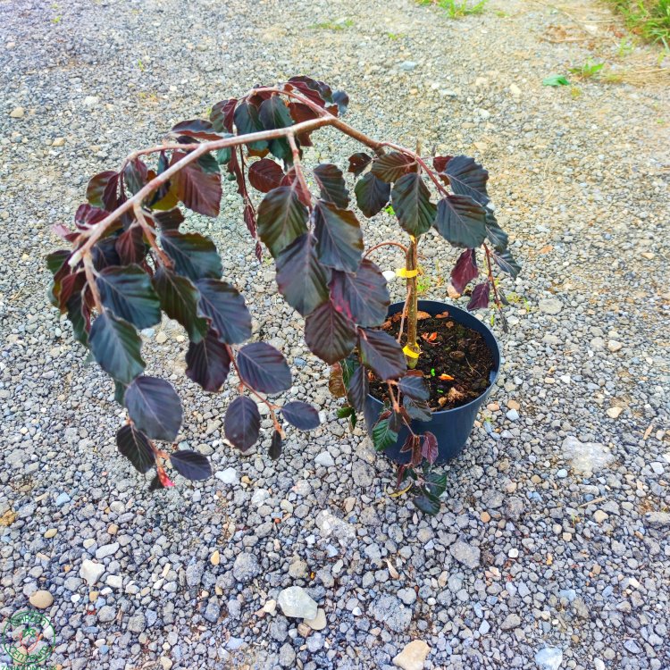 Buk lesný ´PURPUREA PENDU´ | 110-140 cm | zahradnici.sk