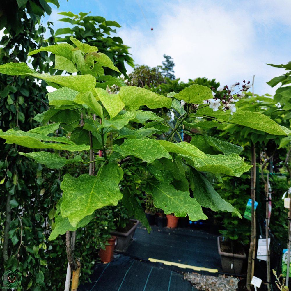 Katalpa nádherná ´PULVERULENTA´ - výška 160-180cm, kont. C10L ...