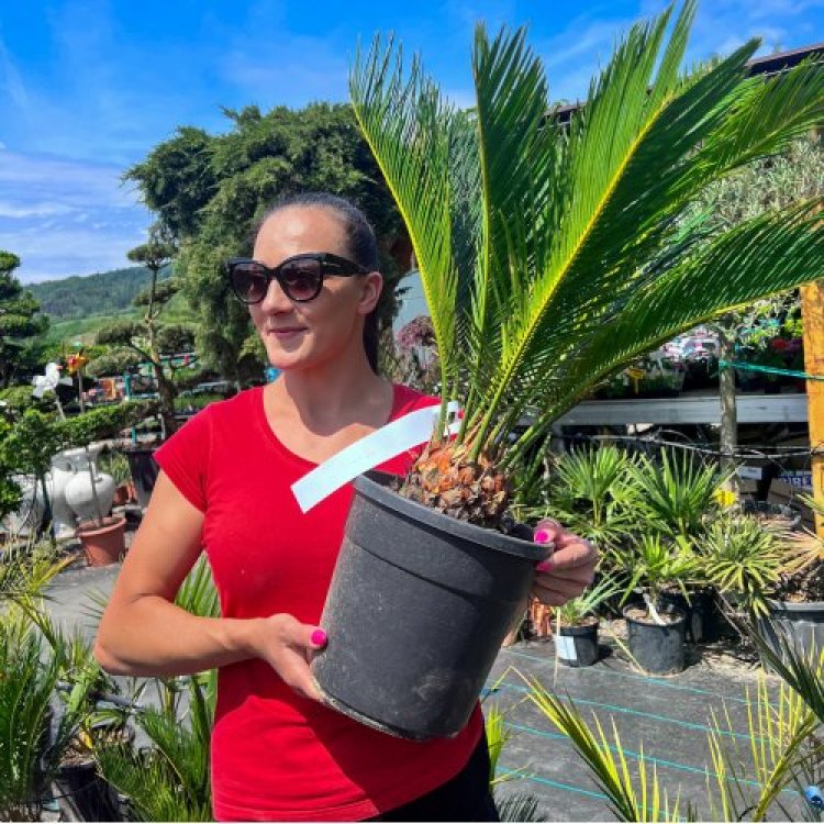 Cykas japónsky (cycas revoluta) - zahradnici.sk